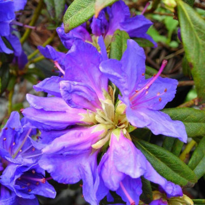 Rhododendron – Blue Sky Nursery