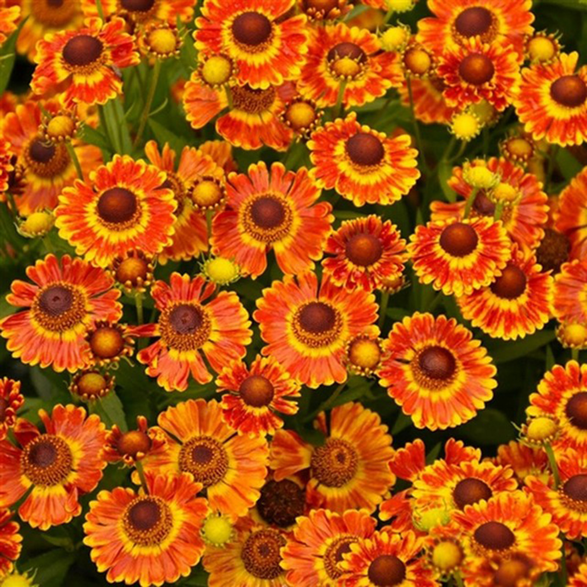 Helenium autumnale ‘Mariachi™ Salsa’ – Blue Sky Nursery