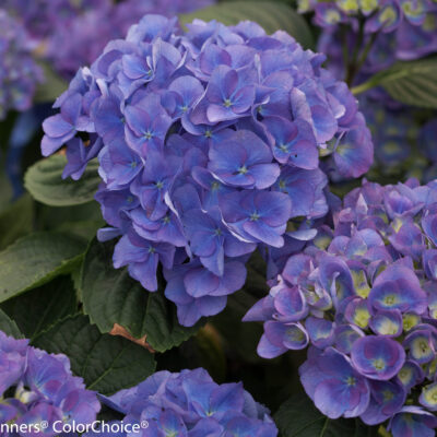 Hydrangeas – Blue Sky Nursery