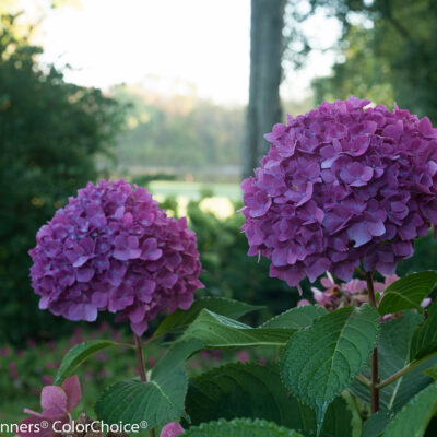 Hydrangea macrophylla ‘Let’s Dance Diva!®’ – Blue Sky Nursery