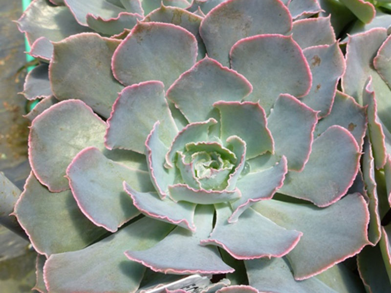 Echeveria shaviana 'Pink Frills' - Blue Sky Nursery