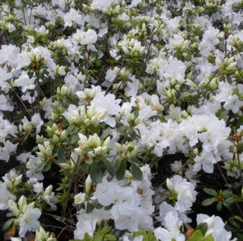 Azaleas – Blue Sky Nursery