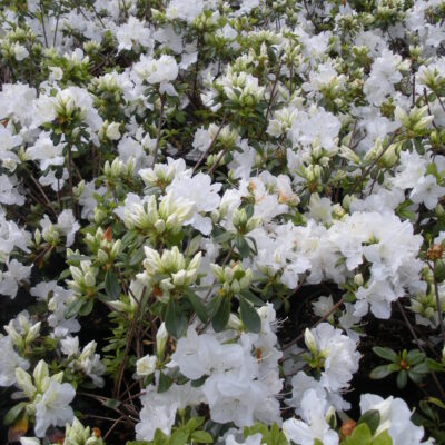 Azaleas – Blue Sky Nursery