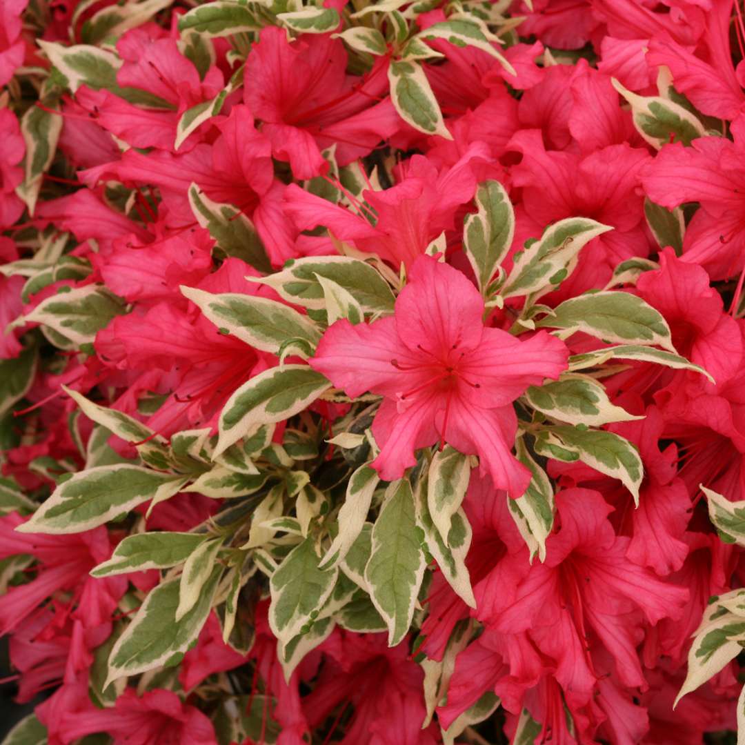 Azalea ‘Mother’s Day’ – Blue Sky Nursery
