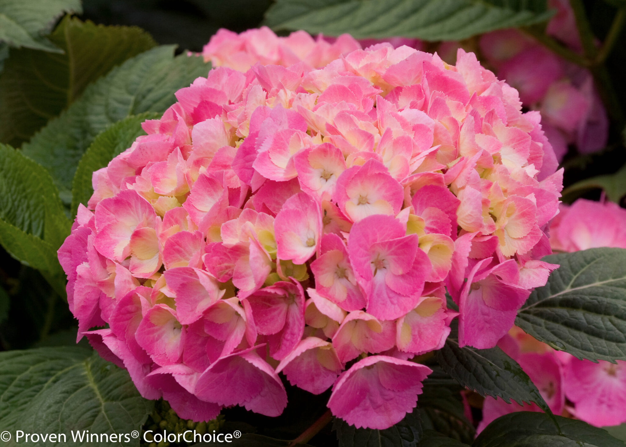 Hydrangea macrophylla ‘Let’s Dance Diva!®’ – Blue Sky Nursery