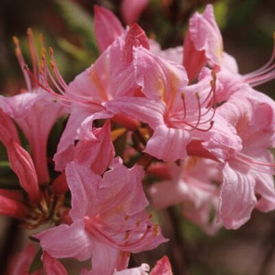 Azalea ‘Tri Lights’ – Blue Sky Nursery