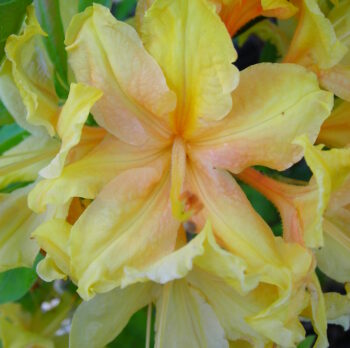Azalea ‘Tri Lights’ – Blue Sky Nursery