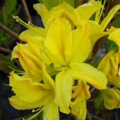 Azalea ‘Tri Lights’ – Blue Sky Nursery