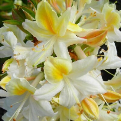 Azalea ‘Tri Lights’ – Blue Sky Nursery