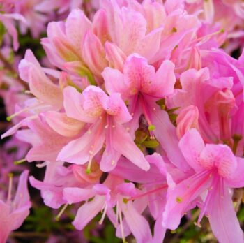 Azalea ‘Tri Lights’ – Blue Sky Nursery