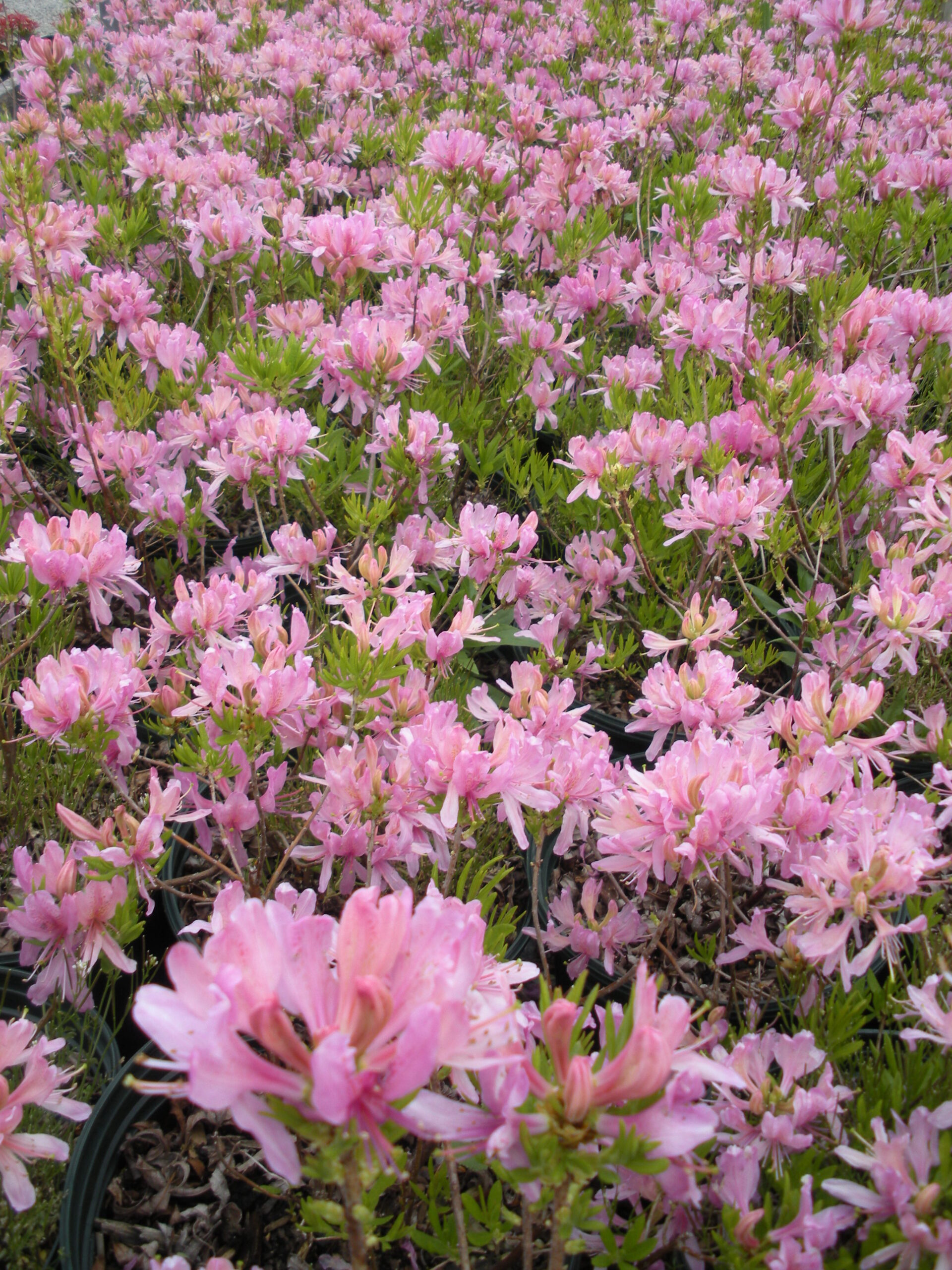 Azalea ‘Tri Lights’ – Blue Sky Nursery