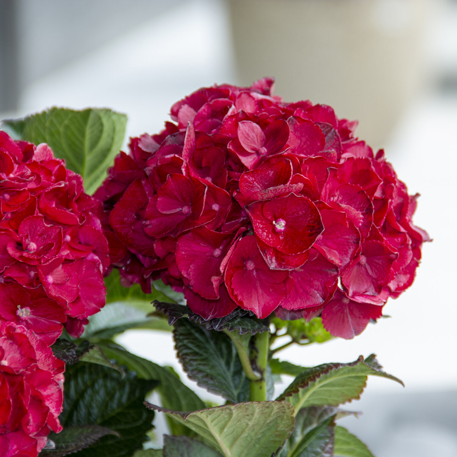 Hydrangeas – Blue Sky Nursery