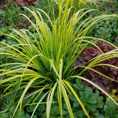 Ornamental Grasses – Blue Sky Nursery